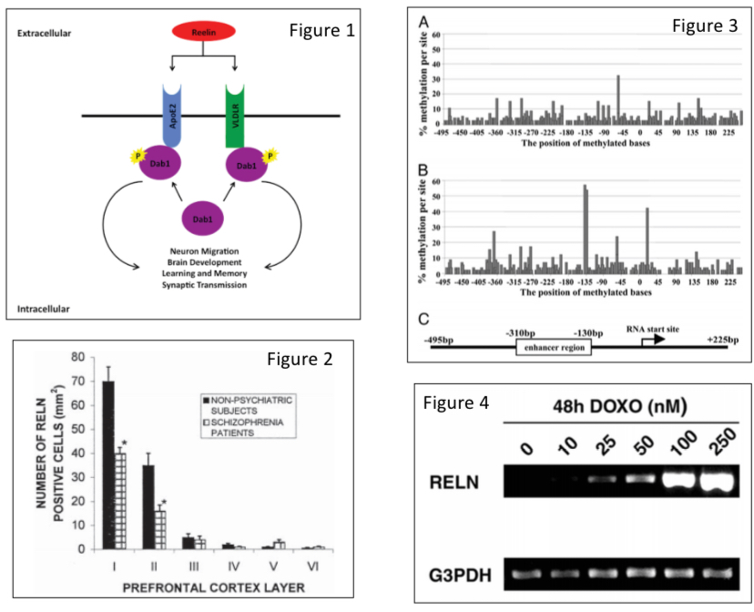 Solved Studies have demonstrated that the DNA methylation | Chegg.com