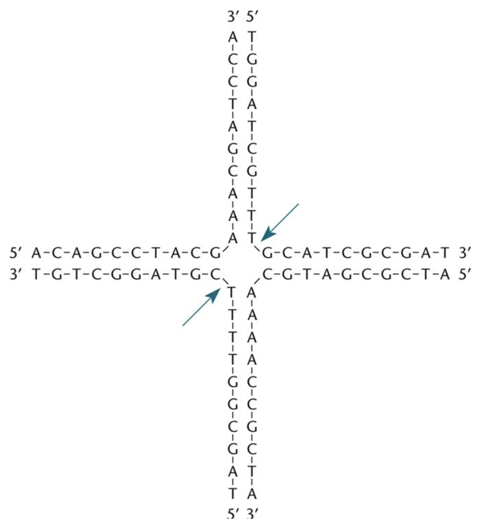Solved Below shows the structure of a synthetic Holliday | Chegg.com