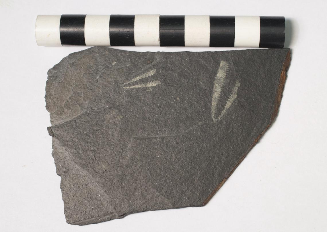 Solved Graptolites Graptolites are common fossils that have | Chegg.com