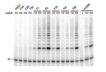 Solved What does a TRAP assay measure? What was the | Chegg.com