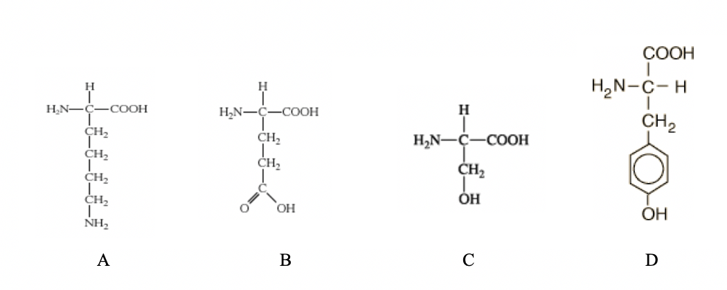 Solved COOH H H2N-C-H HN-C-COOH H CH2 CH2 CH H2N-C-COOH le | Chegg.com