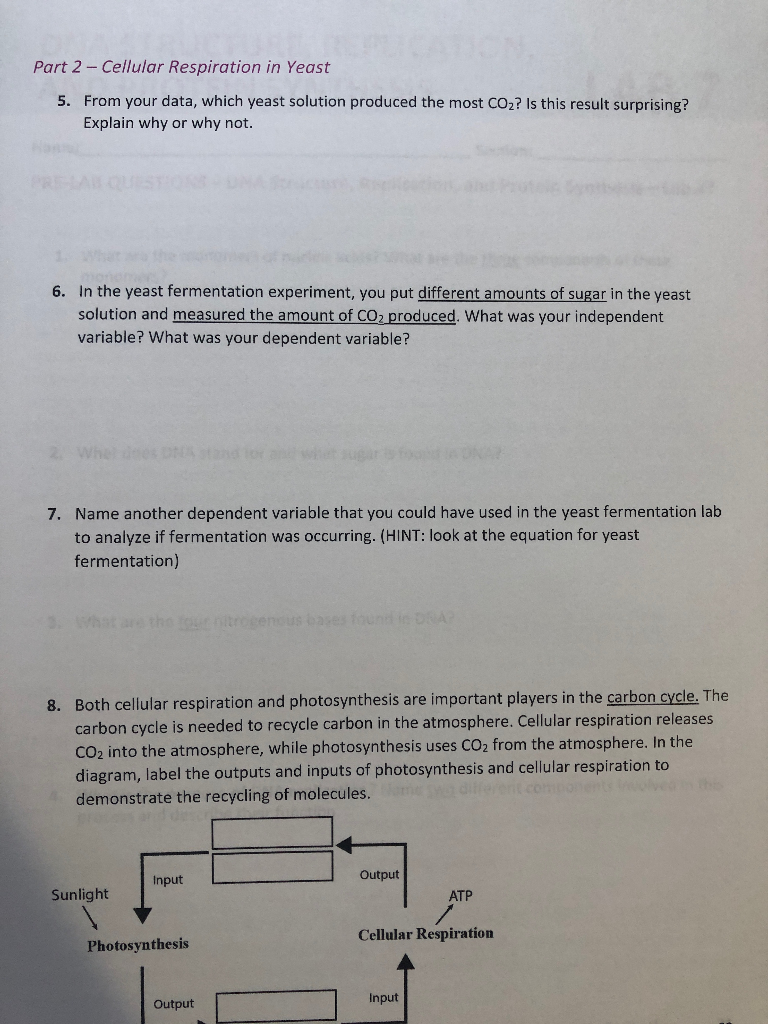 Part 2 - Cellular Respiration in Yeast 5. From your | Chegg.com