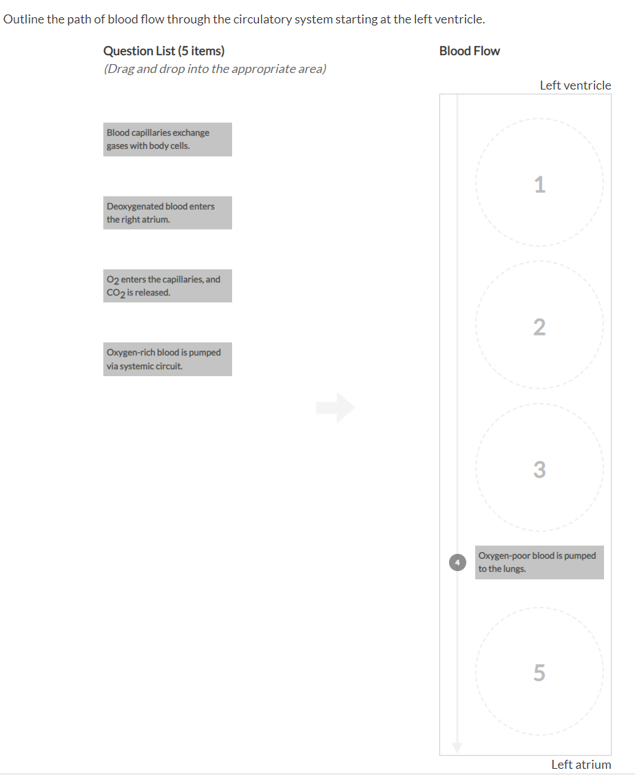 Solved Outline the path of blood flow through the | Chegg.com