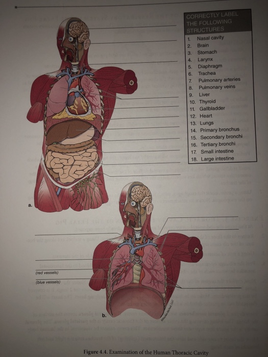 Solved CORRECTLY LABEL THE FOLLOWING STRUCTURES 1 Nasal | Chegg.com