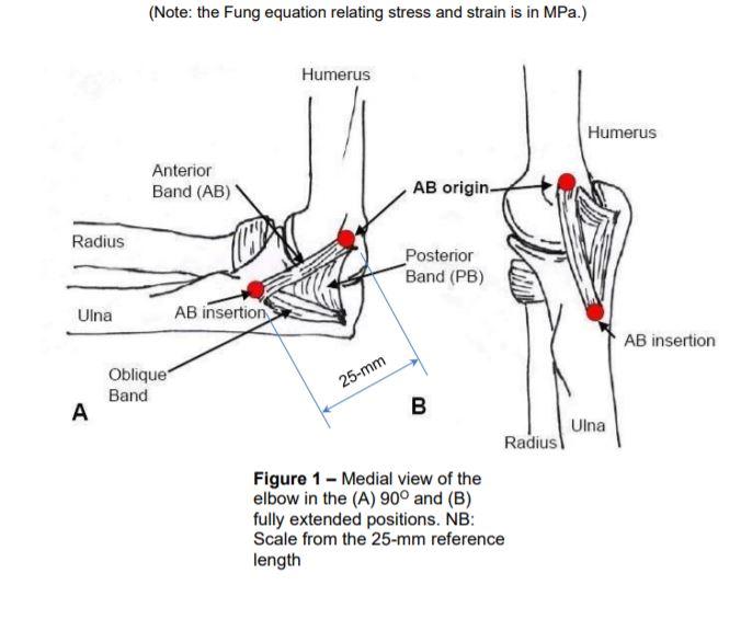 Solved The medial side of the elbow is stabilized by the | Chegg.com