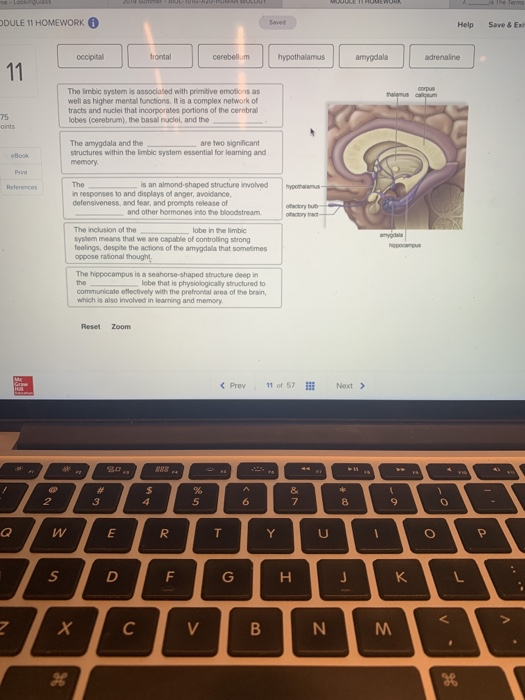 Solved: ODULE 11 HOMEWORK Help Save & Ex Occipital Frontal... | Chegg.com