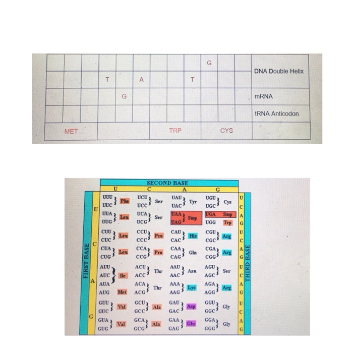 Solved Complete the following Table, assuming that the DNA | Chegg.com