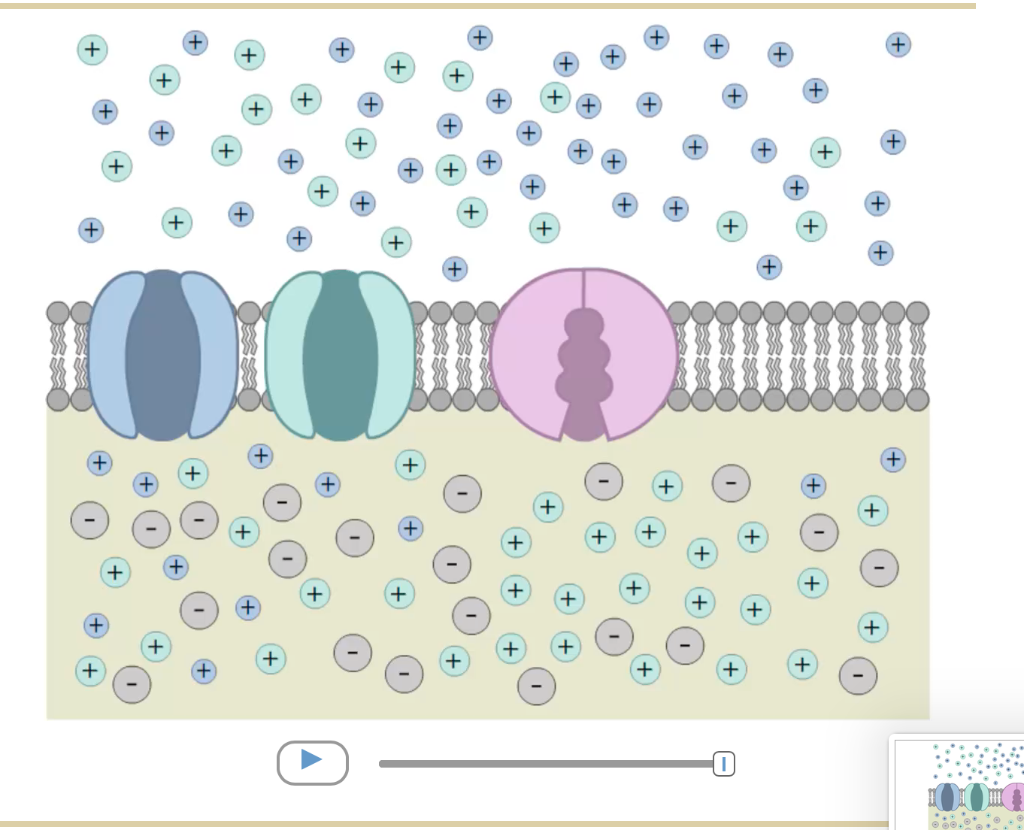 Solved 3. Understanding the basis of the resting potential | Chegg.com