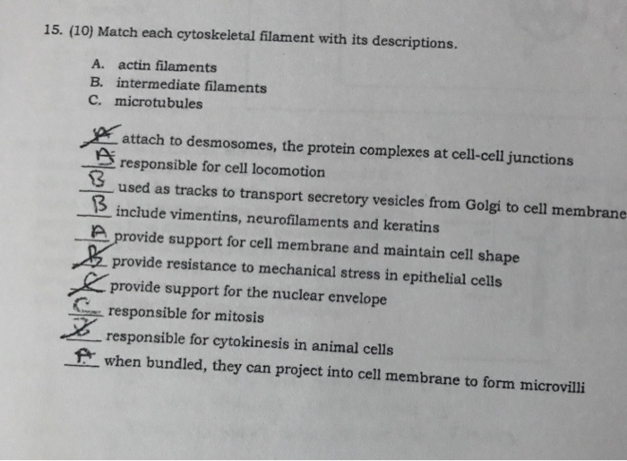 Solved 15. (10) Match each cytoskeletal filament with its | Chegg.com