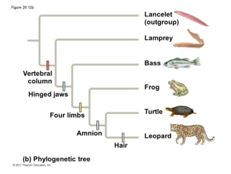 Solved In the tree below, which is a derived trait | Chegg.com