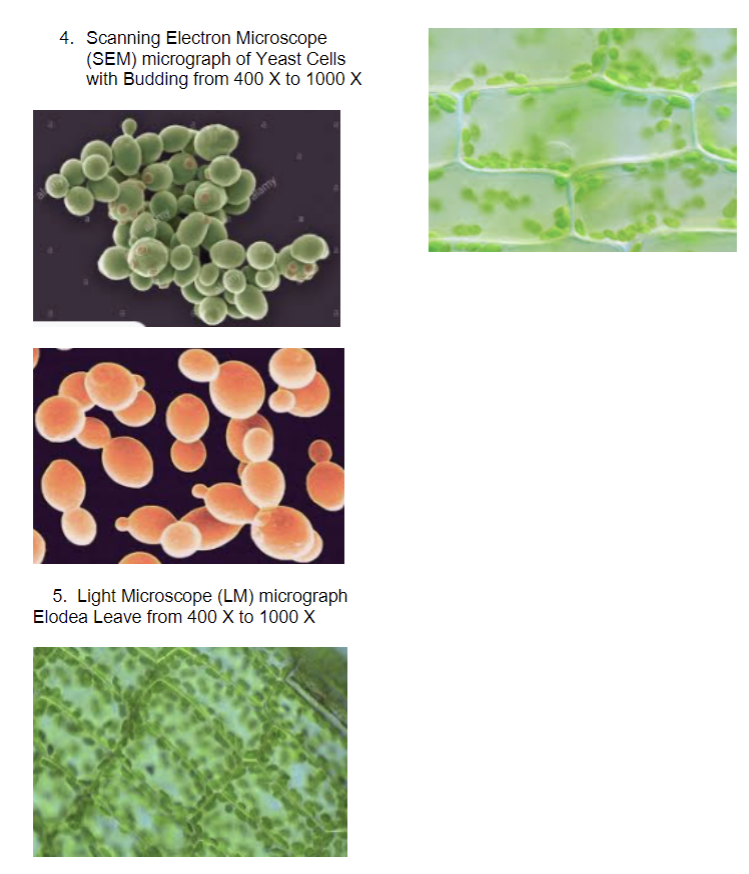 1. Transmission Electron Microscope (TEM) micrograph | Chegg.com