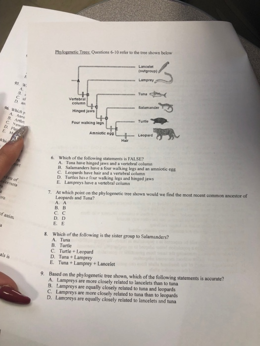 Solved Phylogenetic Trees Questions 6-10 refer to the tree | Chegg.com