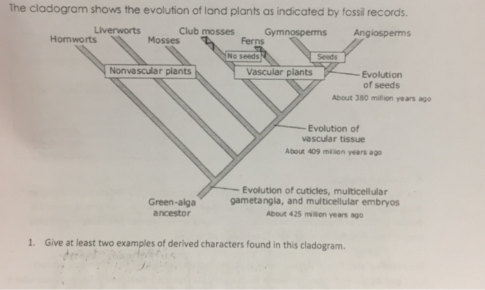 Solved The cladogram shows the evolution of land plants as | Chegg.com
