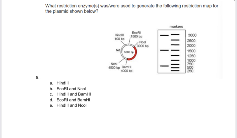 Solved What restriction enzyme(s) ﻿was/were used to generate | Chegg.com