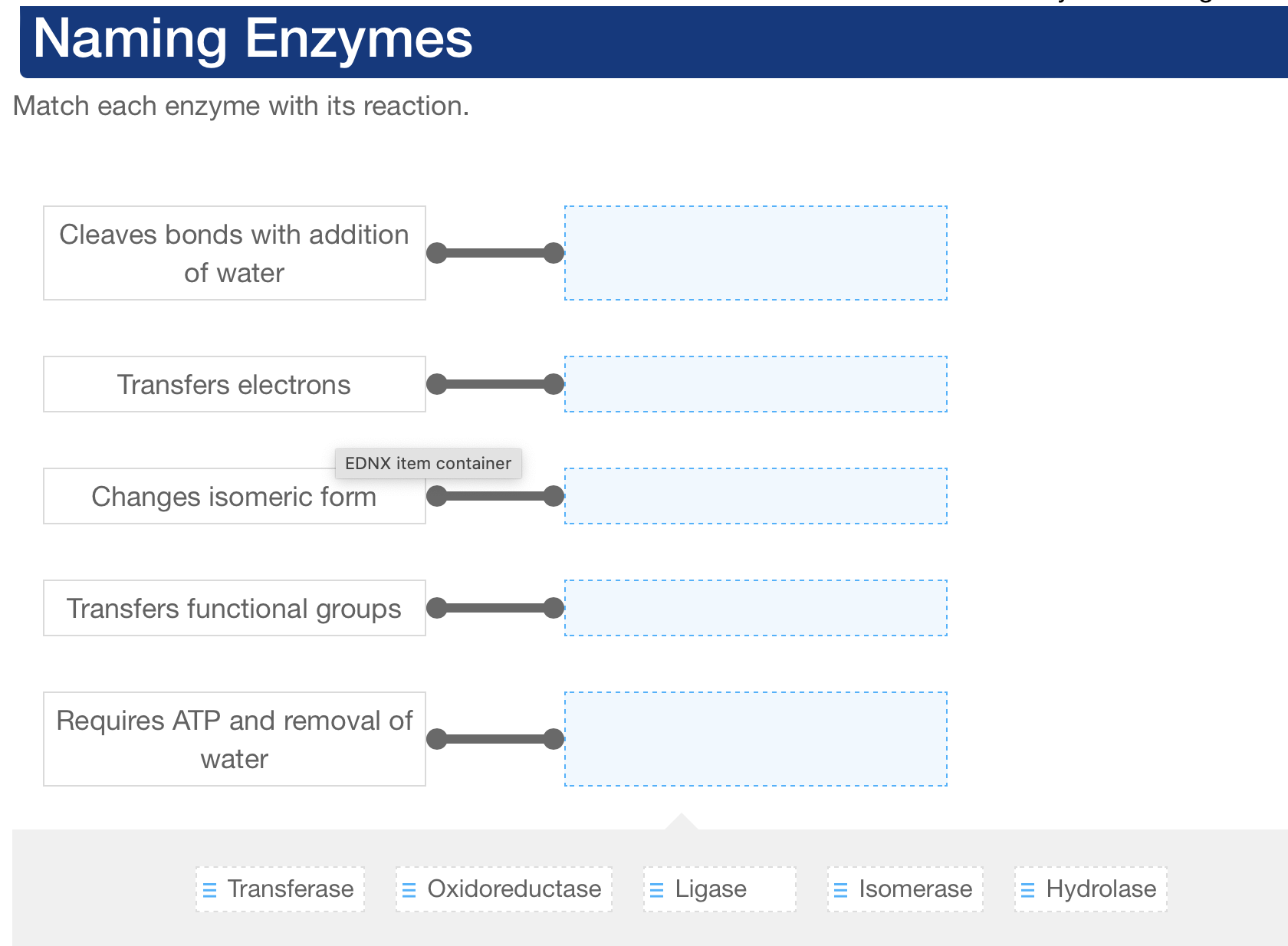 Solved Match each enzyme with its reaction.of waterEDNX item | Chegg.com