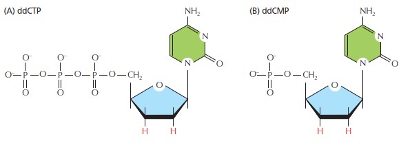 Solved The following are the structures of two nucleotides | Chegg.com