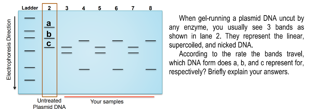 Solved Ladder2 4 6 7 8 When gel-running a plasmid DNA uncut | Chegg.com