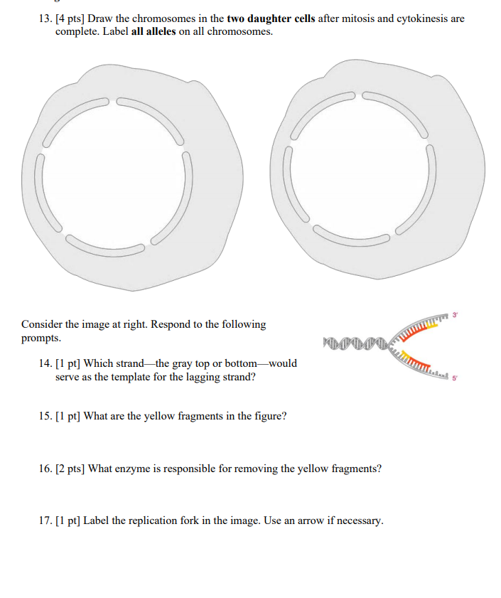 Solved 13. [4 pts] Draw the chromosomes in the two daughter | Chegg.com