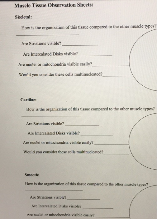 Solved Muscle Tissue Observation Sheets: Skeletal: How is | Chegg.com
