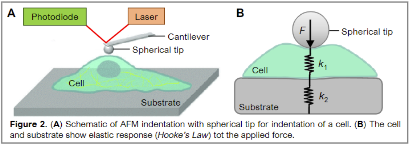 Solved In an atomic force microscopy (AFM) experiment, a | Chegg.com