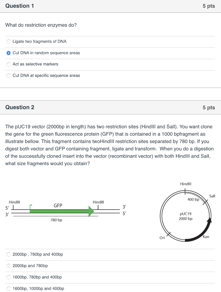 Solved What do restriction enzymes do? The pUC19 vector | Chegg.com