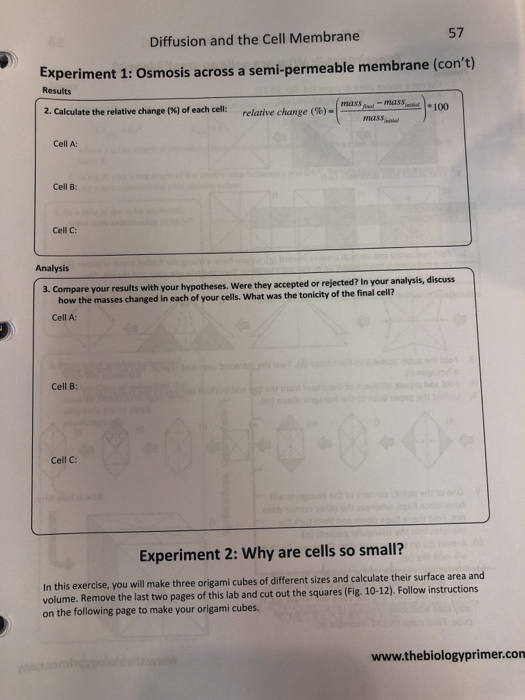 Diffusion and the Cell Membrane Experiment 1: Osmosis | Chegg.com