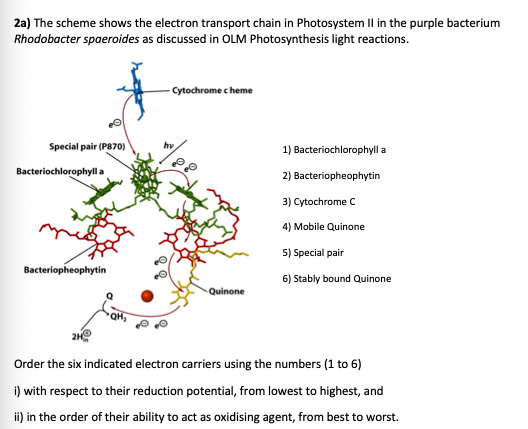 Solved 2a) The scheme shows the electron transport chain in | Chegg.com