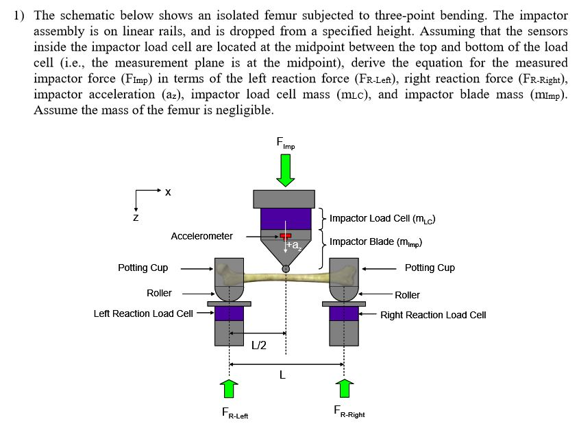 1) The schematic below shows an isolated femur | Chegg.com