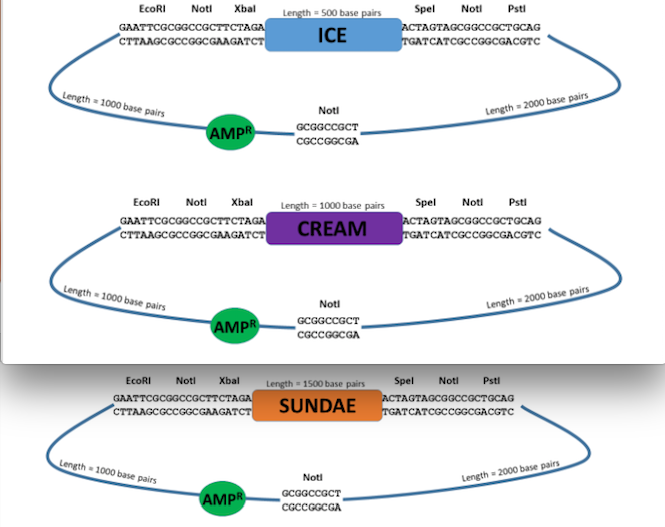 Solved The DNA parts of "ICE" and "CREAM" are combined to | Chegg.com