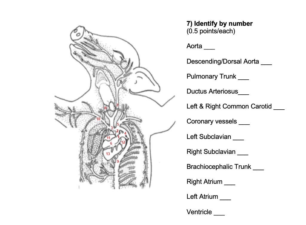 Solved 7) Identify by number (0.5 points/each) Aorta | Chegg.com