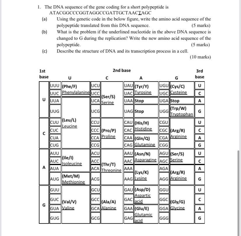 Solved 1. The DNA sequence of the gene coding for a short | Chegg.com