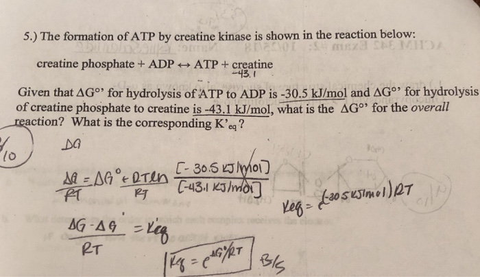 Solved 5.) The formation of ATP by creatine kinase is shown | Chegg.com