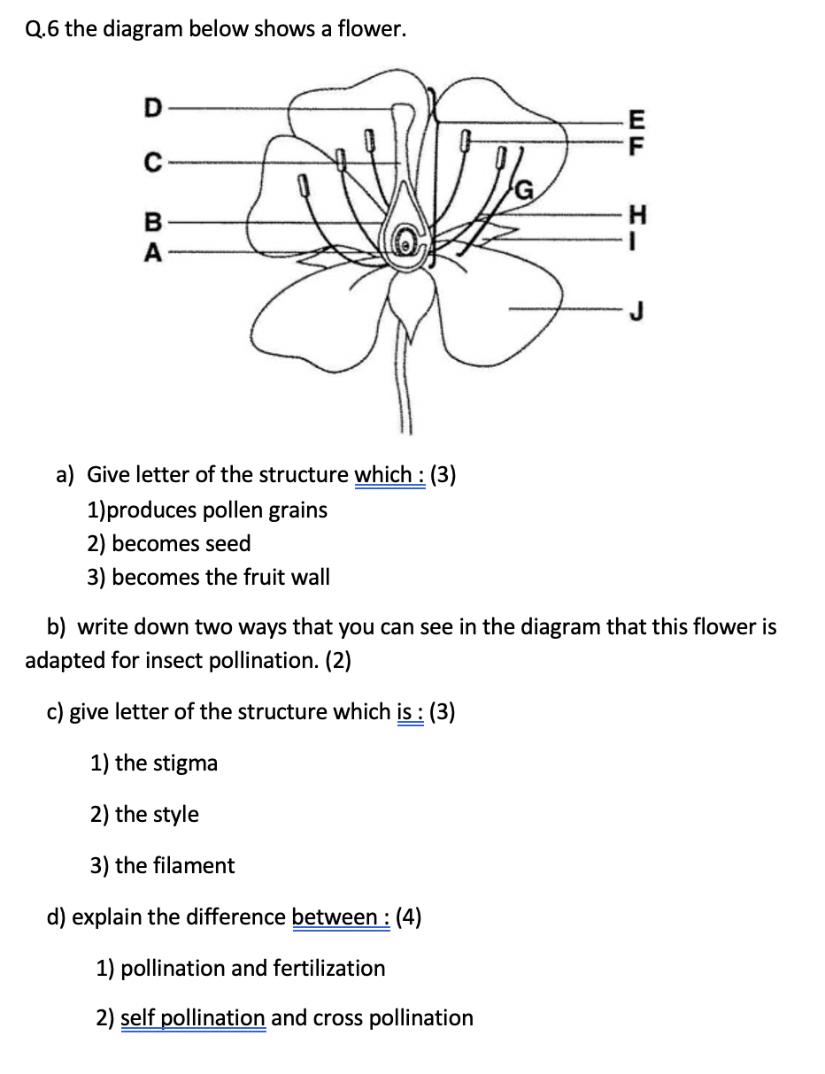 Solved Q.6 the diagram below shows a flower. D E F с H B А | Chegg.com