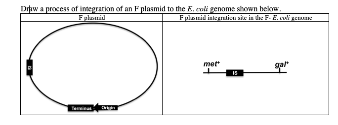 Solved Draw a process of integration of an F plasmid to the | Chegg.com