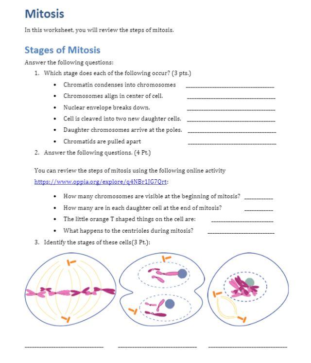 Solved Mitosis In This Worksheet You Will Review The Steps Chegg