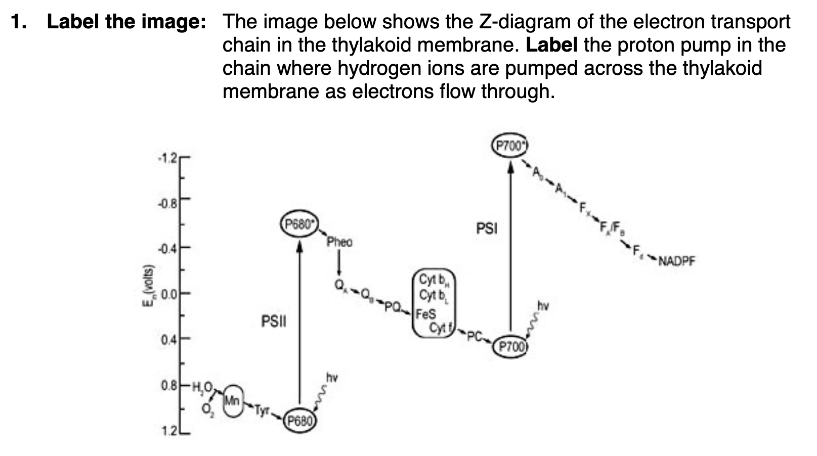 The image below shows the Z-diagram of the electron | Chegg.com