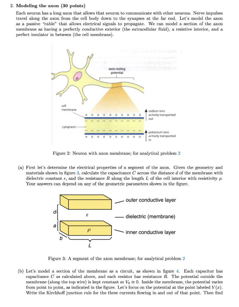 2. Modeling the axon (30 points) Each neuron has a | Chegg.com