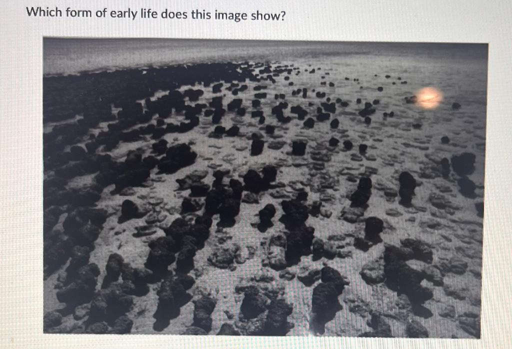 Solved Which form of early life does this image show? | Chegg.com