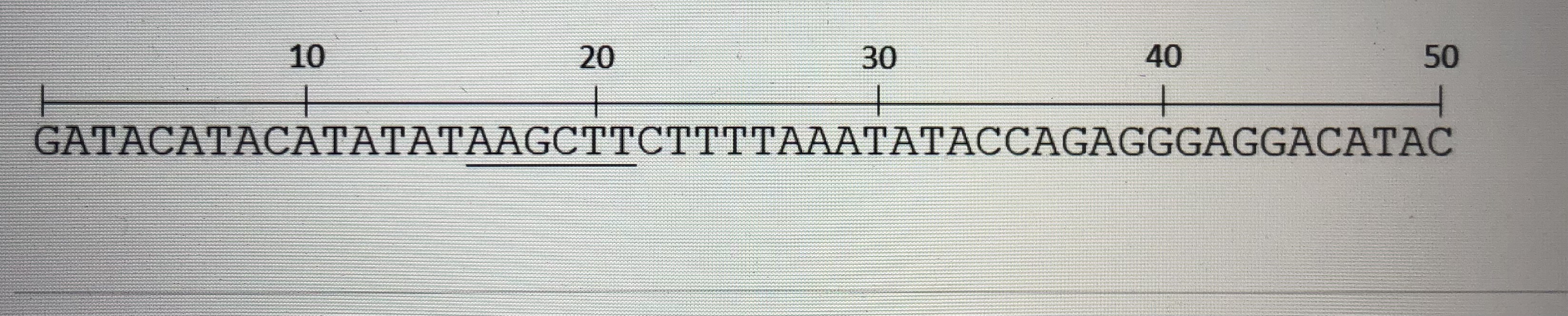 Solved Given a DNA molecule of the length shown here, what | Chegg.com
