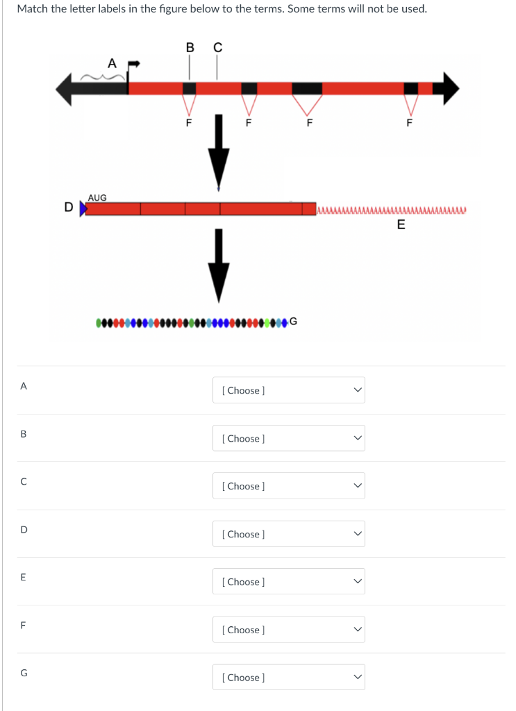 Solved [ Choose ] 5'Cap N terminus | Chegg.com