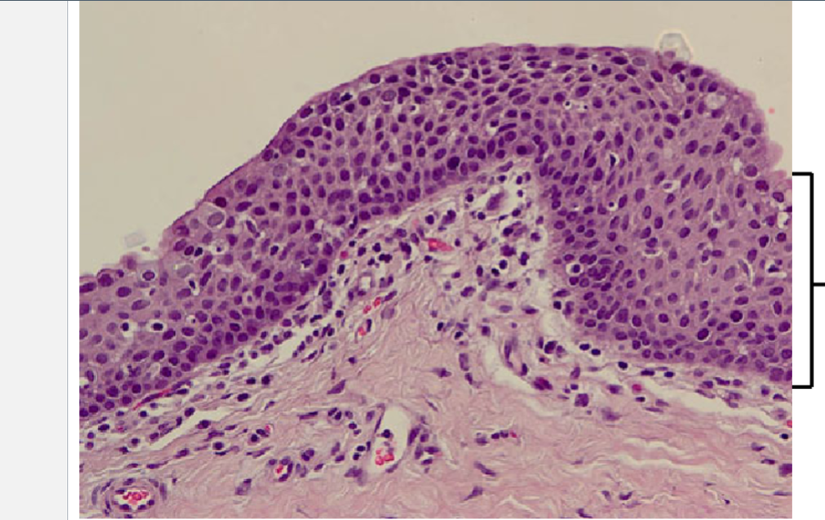 Solved name the tissue | Chegg.com