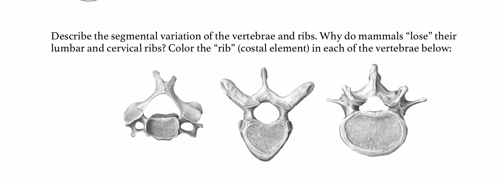 Solved Describe the segmental variation of the vertebrae and | Chegg.com