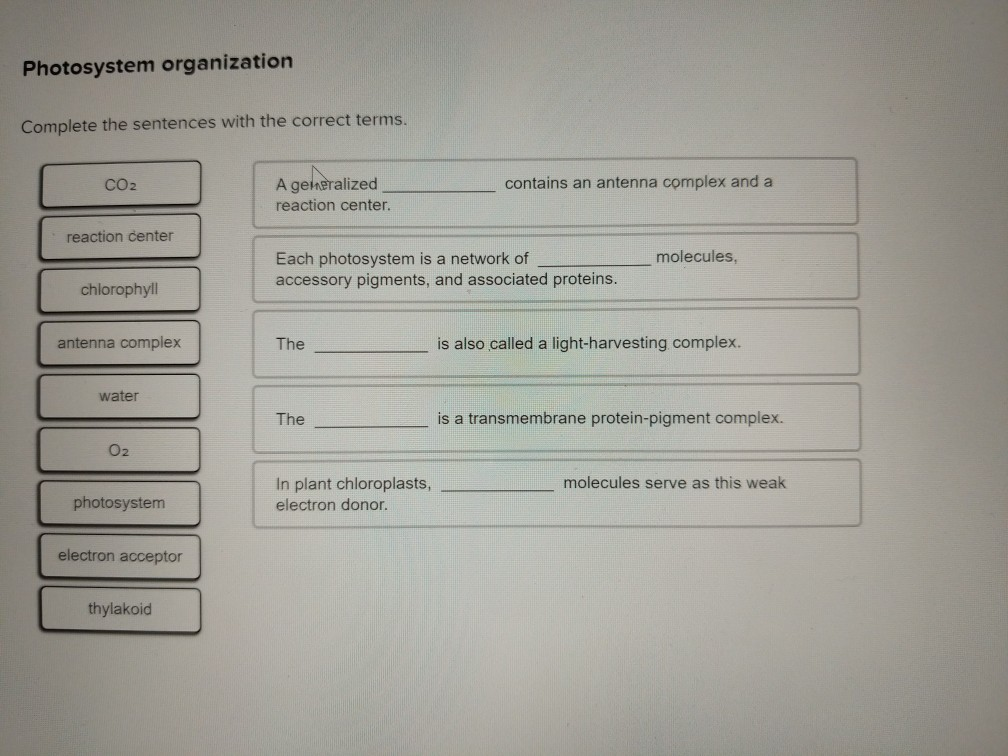 Solved Photosystem organization Complete the sentences with | Chegg.com
