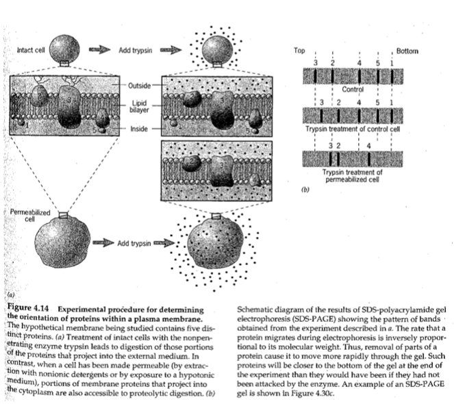 CELL & MOLECULAR BIOLOGY QUESTION. Please answer in | Chegg.com