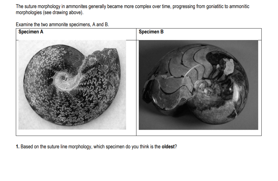 Solved Ammonites Siphunele Chambers (Septa) Suture line | Chegg.com