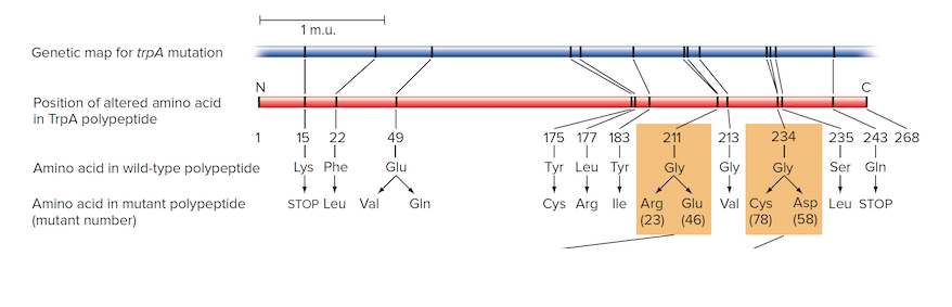 Solved A summary of the results of the Yanofsky experiments | Chegg.com