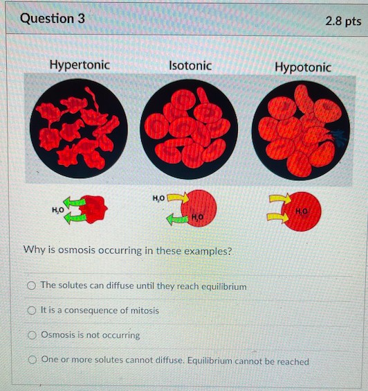 Solved Question 2 2.8 pts Page 5 Shows Shrunken RBCS Shows | Chegg.com