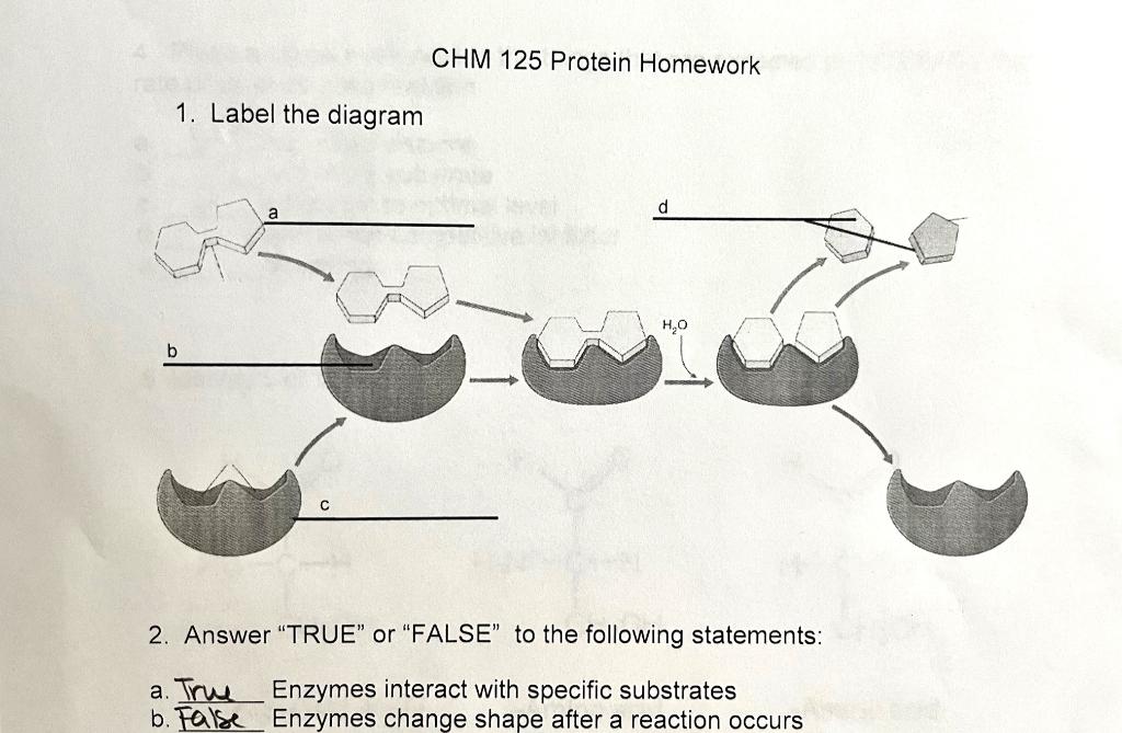 Solved CHM 125 Protein Homework 1. Label the diagram 2. | Chegg.com
