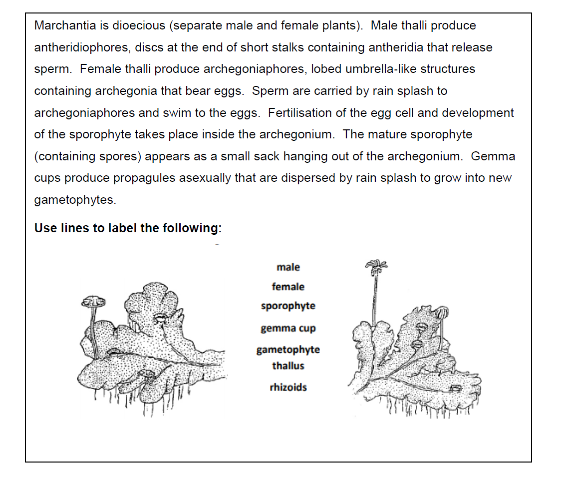 Solved A. Non-vascular land plants - Bryophytes The | Chegg.com