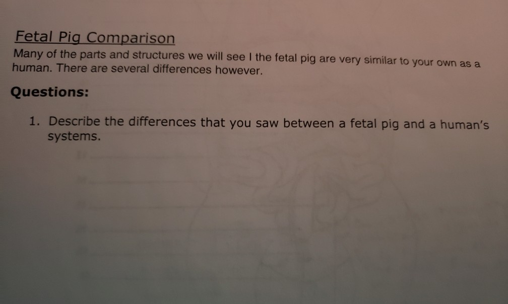 Solved Fetal Pig Comparison Many of the parts and structures | Chegg.com
